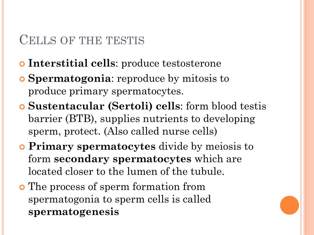 Ppt The Male And Female Reproductive Systems Powerpoint Presentation