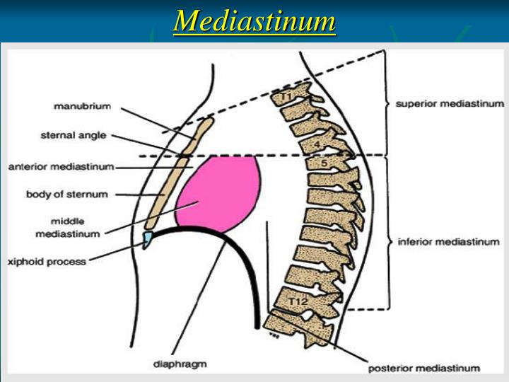 PPT - Mediastinum PowerPoint Presentation - ID:5617803
