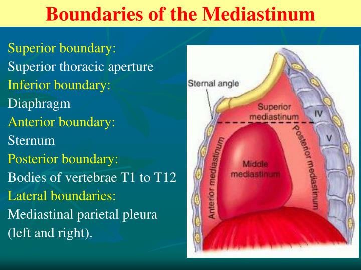 Superior Mediastinum Boundaries Superior And Posterior Mediastinum