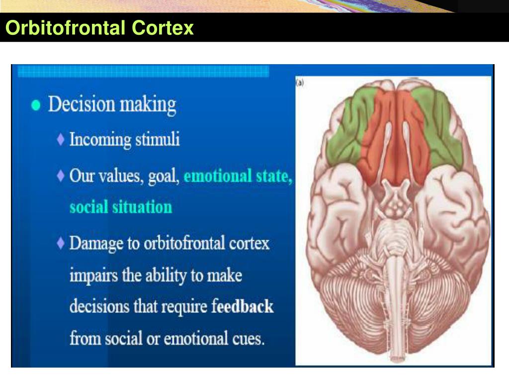 Ppt Taste And Smell Powerpoint Presentation Free Download Id 5618080