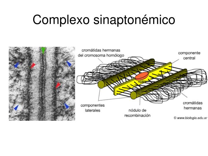 PPT - Ciclo celular PowerPoint Presentation - ID:5619788