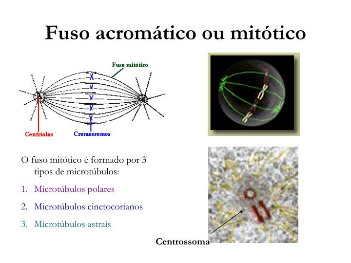 PPT - Ciclo celular PowerPoint Presentation - ID:5619788