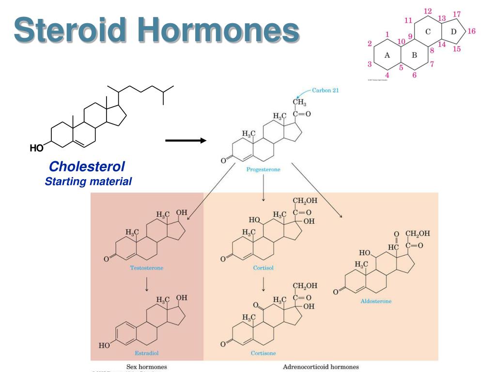 Ppt Steroid Hormones Powerpoint Presentation Free Download Id 5620268