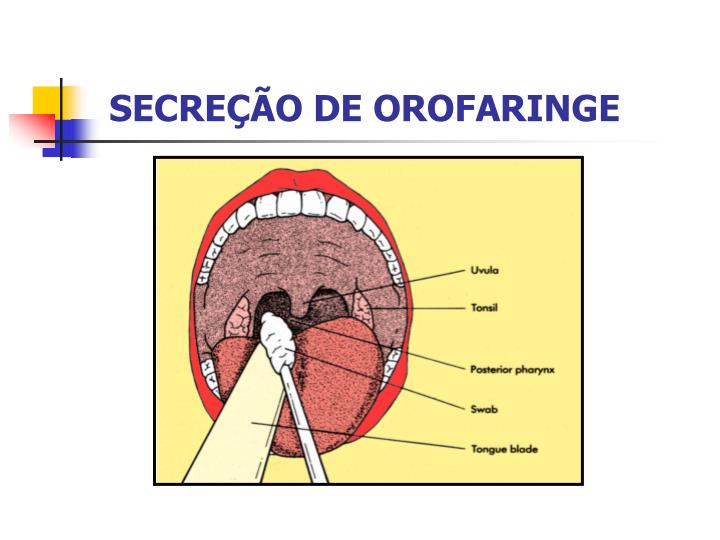 PPT - COLETA, TRANSPORTE E PROCESSAMENTO DE AMOSTRAS PowerPoint ...
