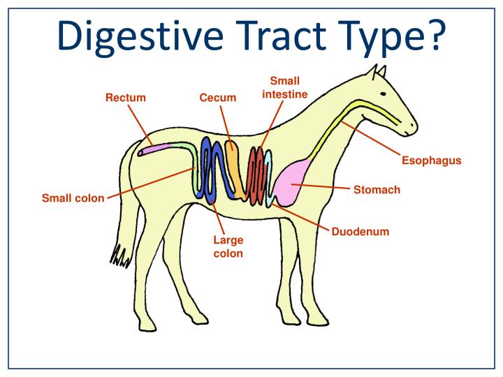 PPT - Animal Science Digestive Systems PowerPoint Presentation - ID:5620904