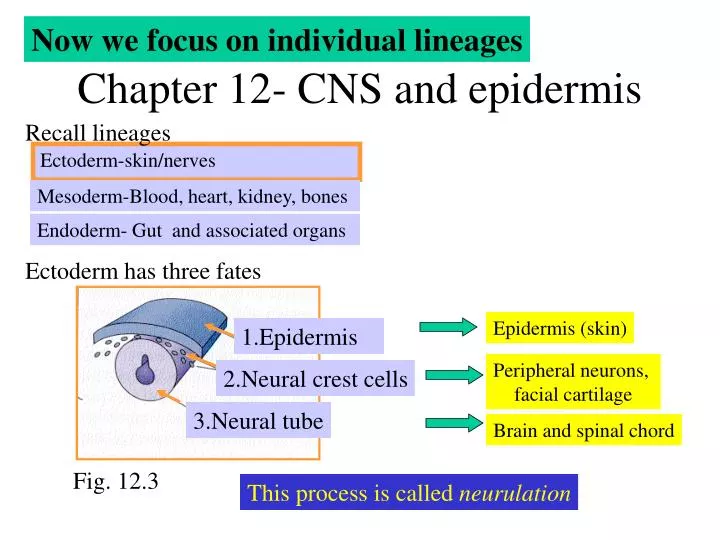 PPT - Chapter 12- CNS and epidermis PowerPoint Presentation, free ... PPT - Chapter 12- CNS and epidermis PowerPoint Presentation, free ...