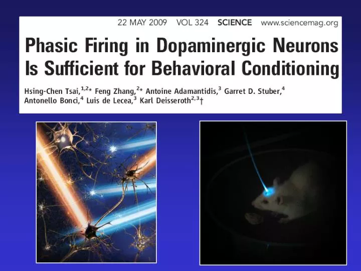 PPT - The dopaminergic reward system PowerPoint Presentation, free ...