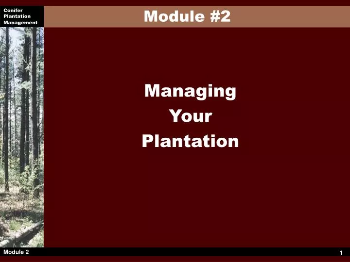 PPT - Managing Your Plantation PowerPoint Presentation, free download ...