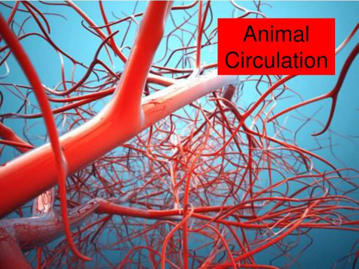 PPT - Animal Circulation PowerPoint Presentation, free download - ID ...
