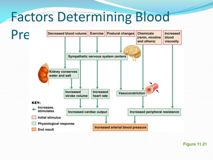 PPT - Exercise 22: Human Cardiovascular Physiology- Blood Pressure and ...