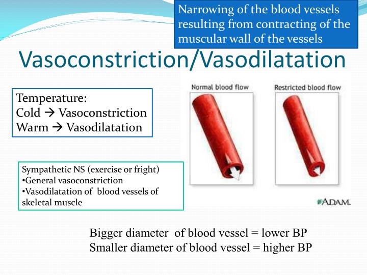 PPT - Exercise 22: Human Cardiovascular Physiology- Blood Pressure and ...