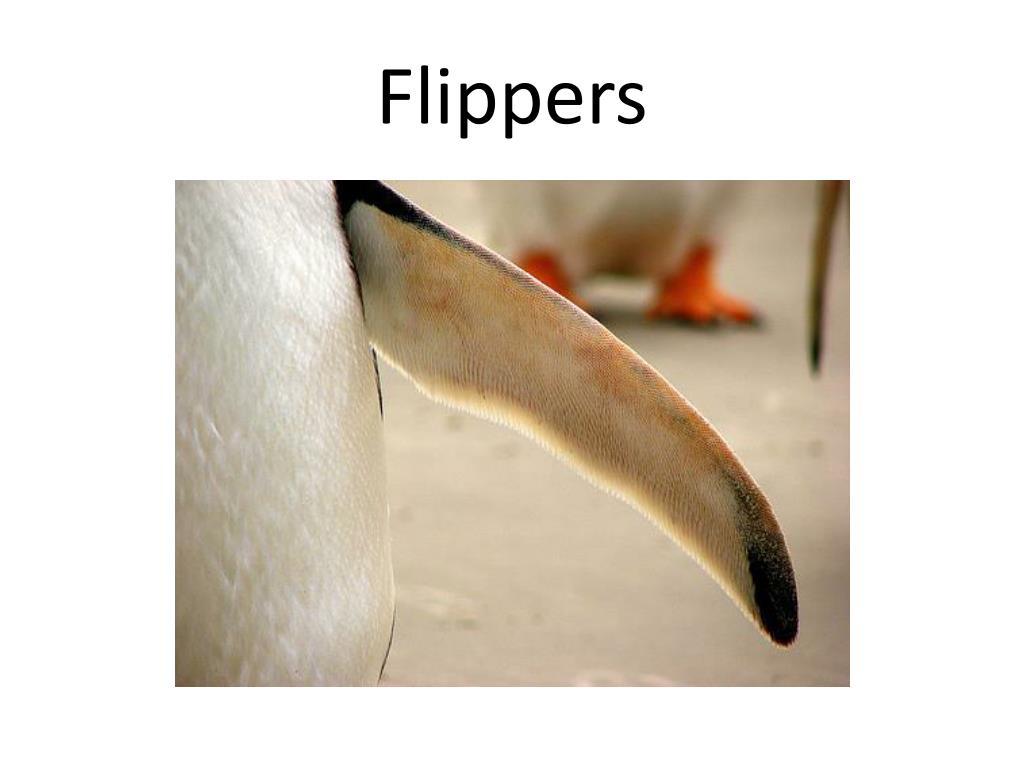 PPT - The Emperor’s Egg Vocabulary PowerPoint Presentation, free ...