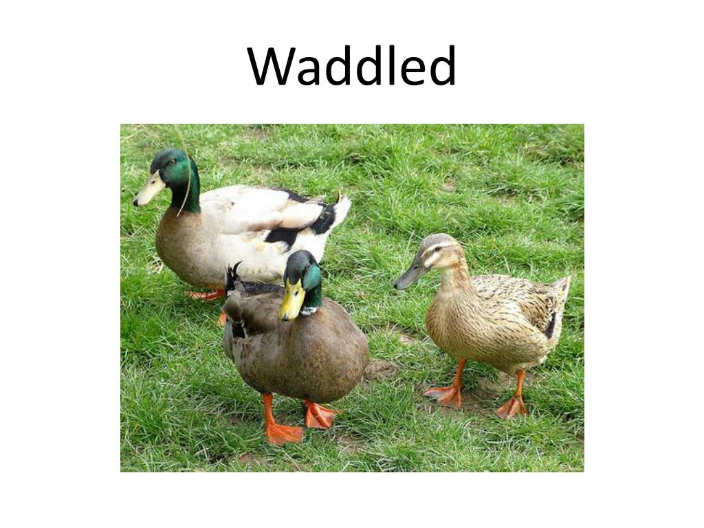 PPT - The Emperor’s Egg Vocabulary PowerPoint Presentation, free ...