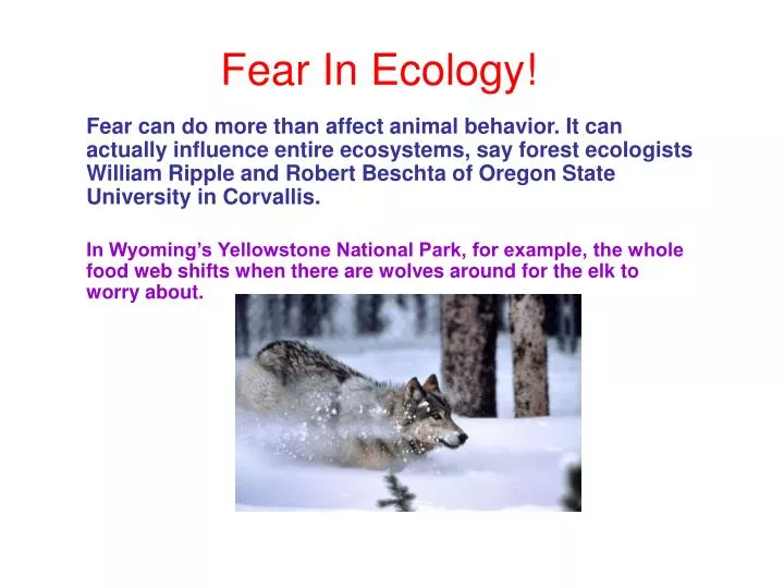 PPT - Fear In Ecology! PowerPoint Presentation, free download - ID:5625867