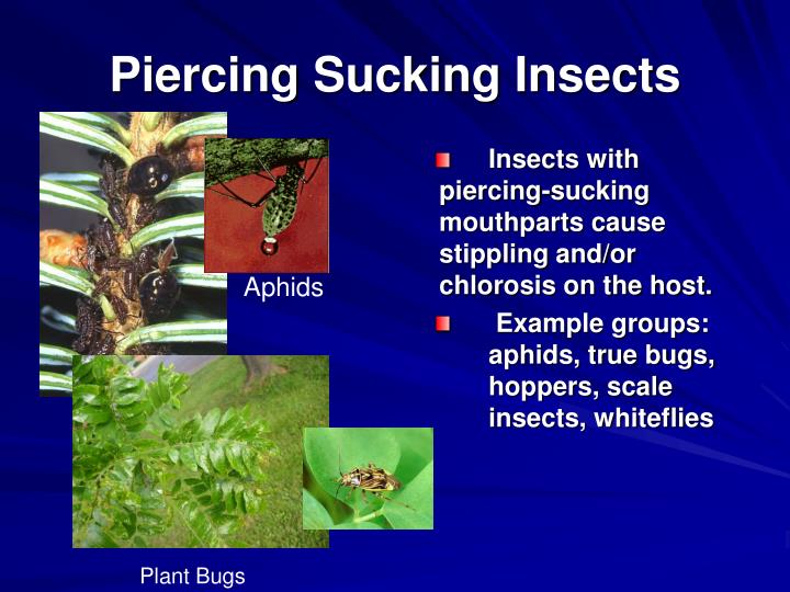PPT - Diagnosing Tree Disorders in the Landscape PowerPoint ...