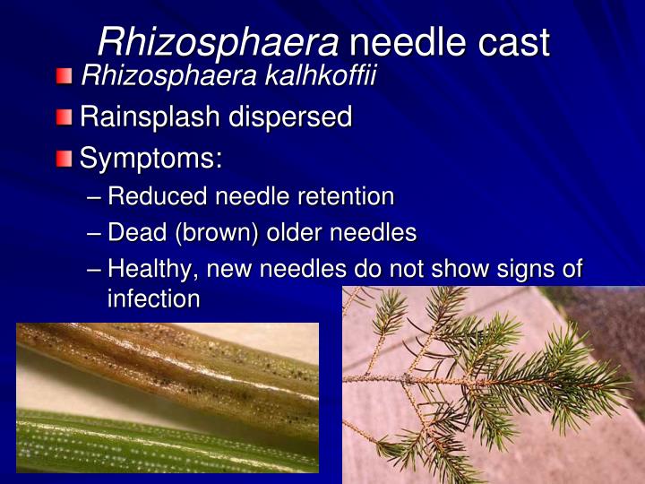 PPT - Diagnosing Tree Disorders in the Landscape PowerPoint ...