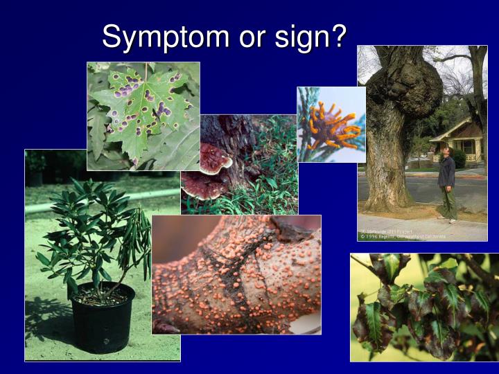 PPT - Diagnosing Tree Disorders in the Landscape PowerPoint ...