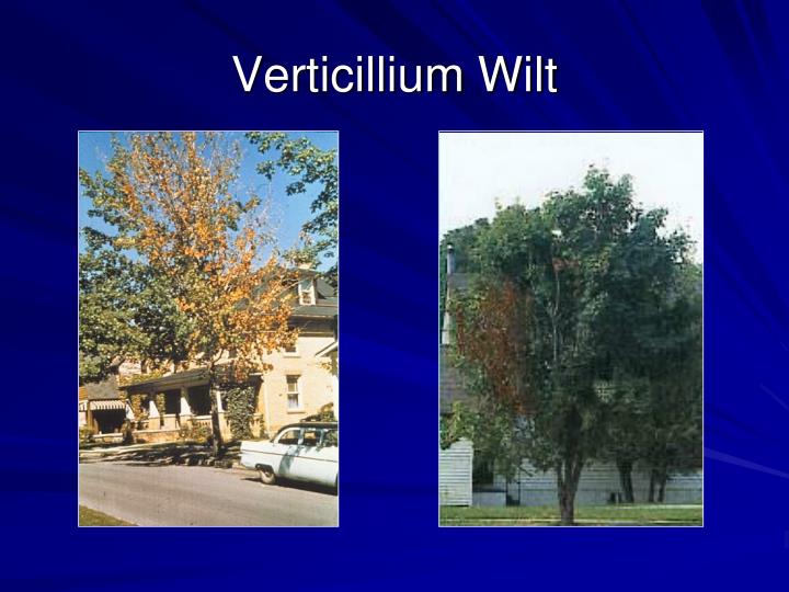 PPT - Diagnosing Tree Disorders in the Landscape PowerPoint ...