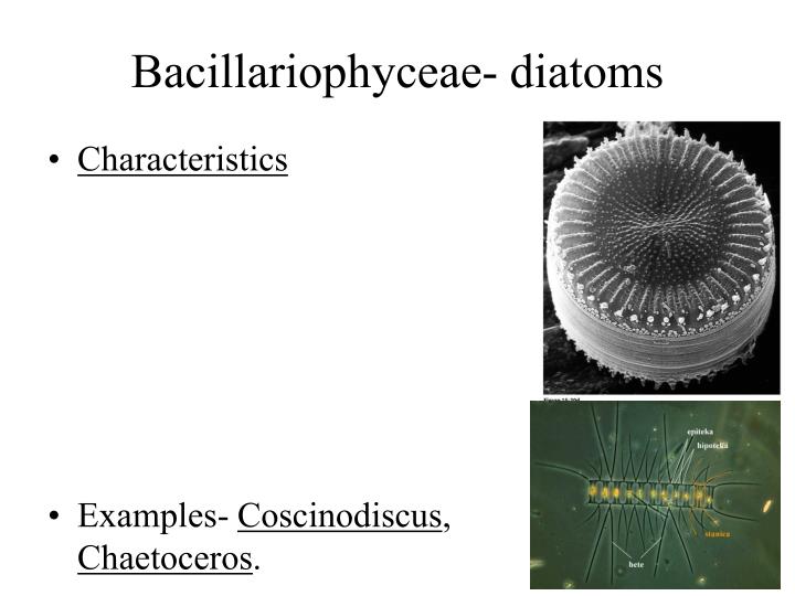 PPT - The Microbial World PowerPoint Presentation - ID:5627013