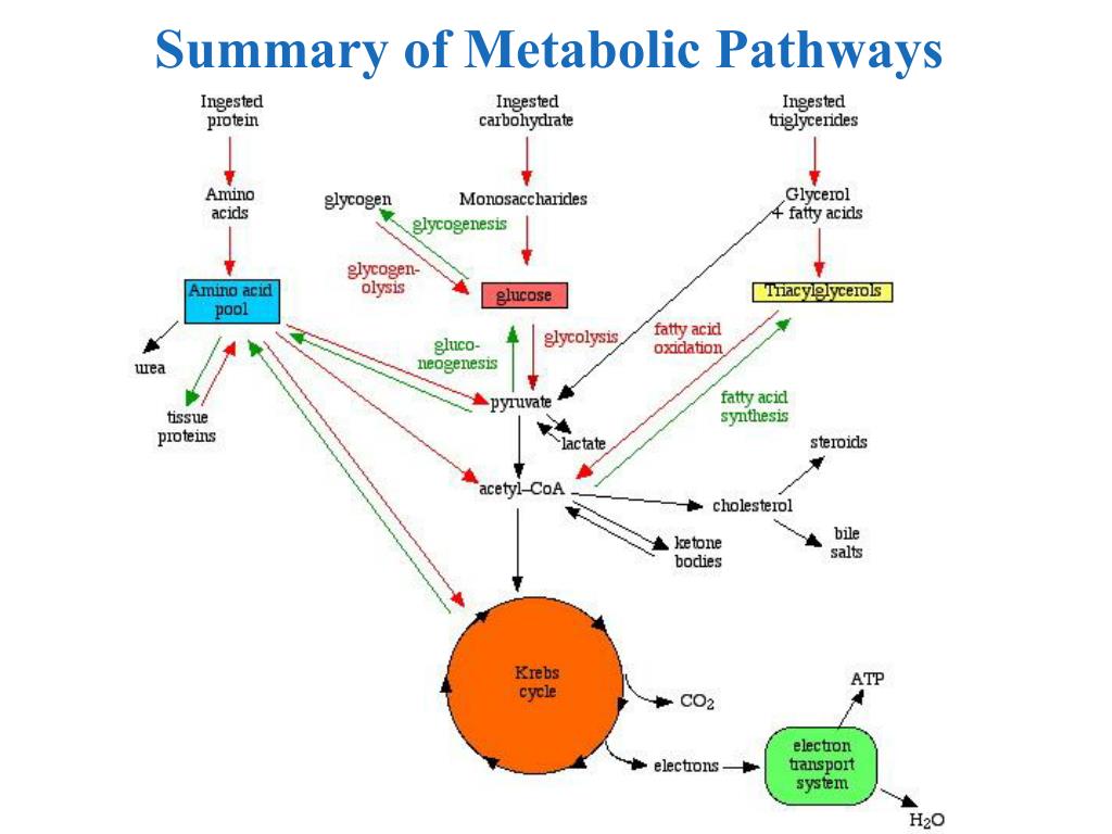 Schematic Diagram Of The Main Metabolic Pathways And Signaling Pathways Schematic Diagram Of The Main Metabolic Pathways And Signaling Pathways