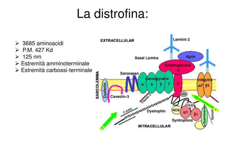 PPT - Le Distrofinopatie : PowerPoint Presentation - ID:5629051