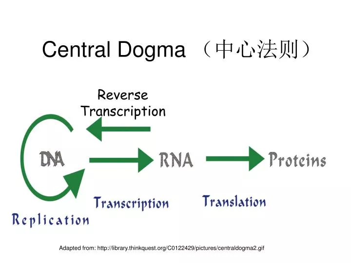 PPT - Central Dogma （中心法则） PowerPoint Presentation, free download - ID ...