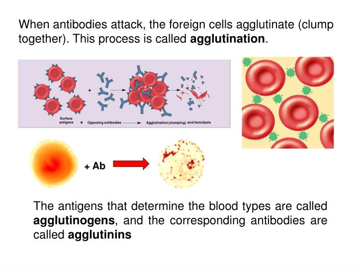 PPT - Blood-1 PowerPoint Presentation - ID:5632517