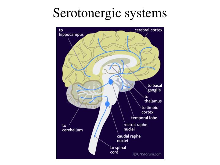 PPT - Lecture 5 - Serotonin PowerPoint Presentation - ID:5633439