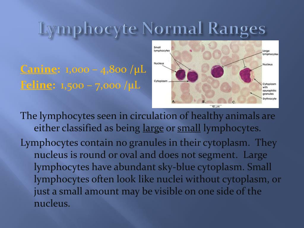 PPT - Lymphocytes & Immunity Clinical Pathology I VTHT 2323 Lori ...