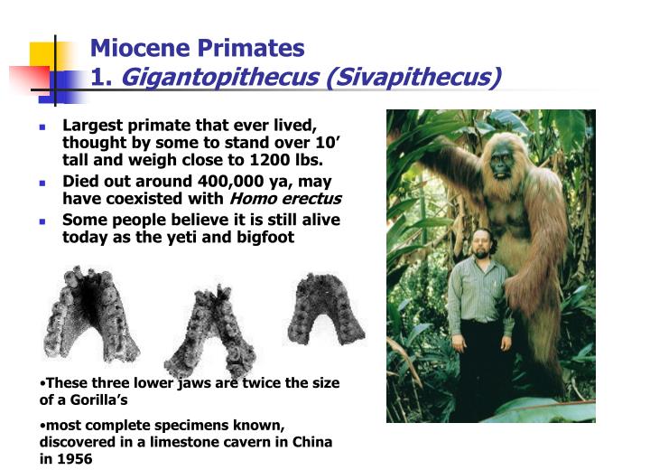 PPT - What is the Evolutionary History of the Primates? PowerPoint ...