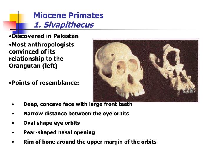 PPT - What is the Evolutionary History of the Primates? PowerPoint ...