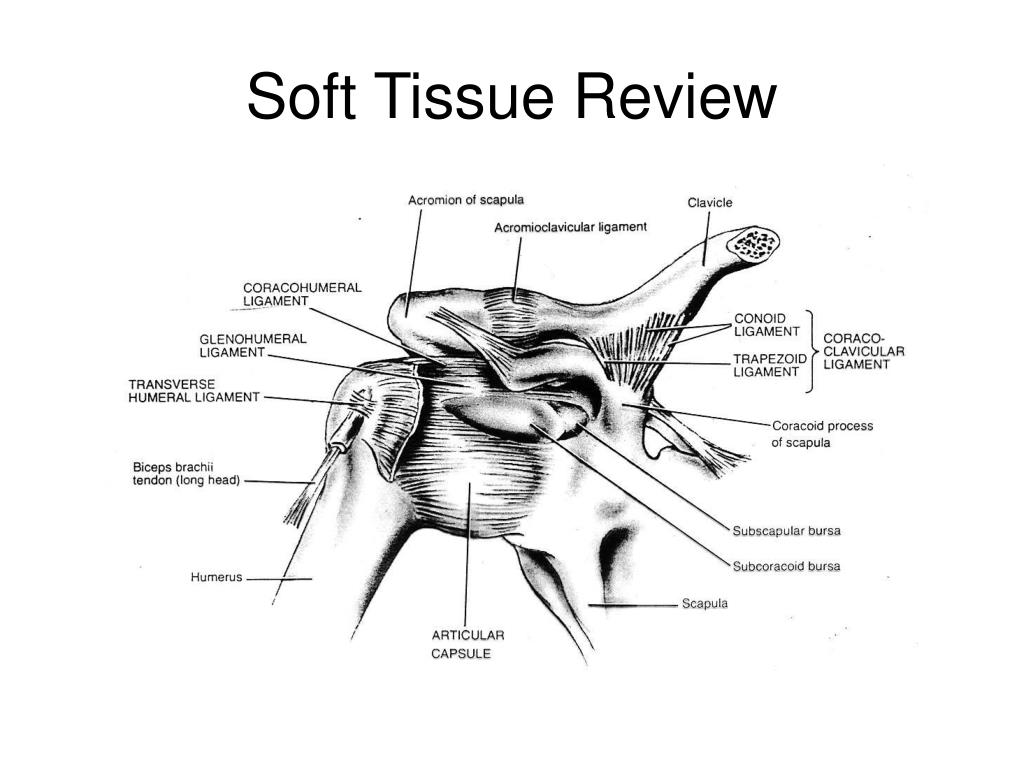 PPT - Tendinosis & Subacromial Impingement Syndrome PowerPoint ...