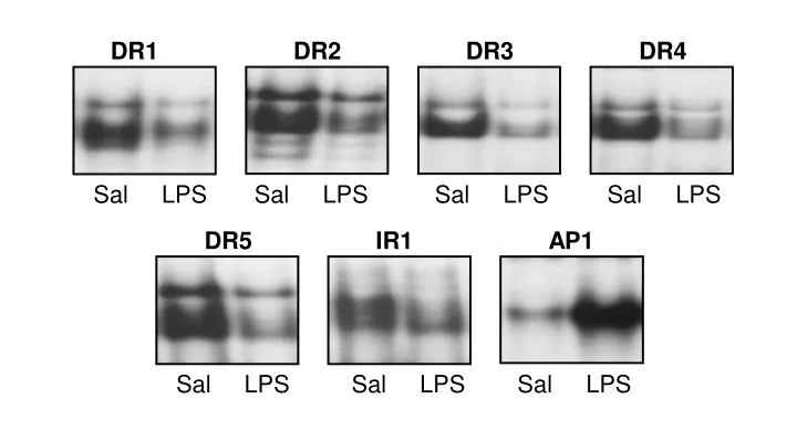 PPT - DR1 PowerPoint Presentation, free download - ID:5640439