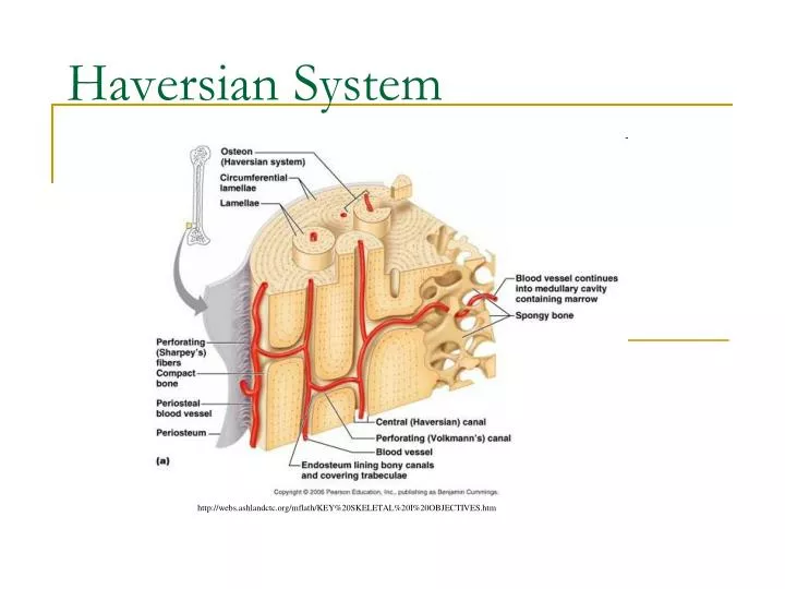 PPT - Haversian System PowerPoint Presentation, free download - ID:5641260
