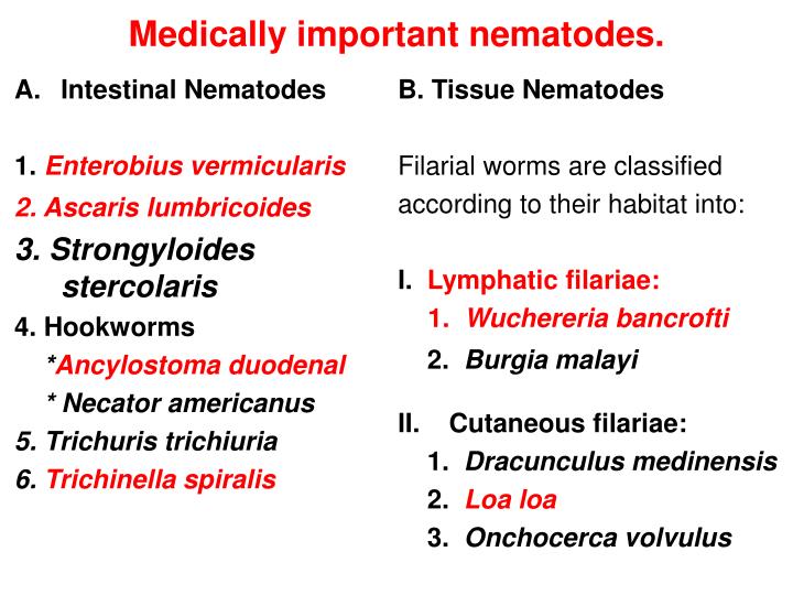 PPT - Nematodes PowerPoint Presentation - ID:5641764