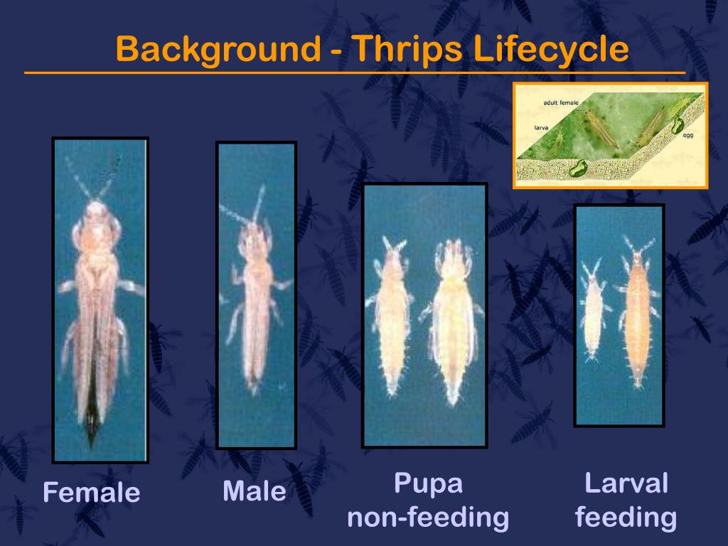 PPT - Thrips Management in Blueberries Oscar E. Liburd Entomology and ...