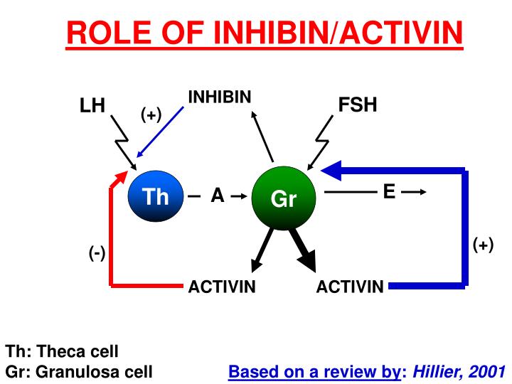 PPT - PHYSIOLOGY OF FOLLICULOGENESIS PowerPoint Presentation - ID:5642498