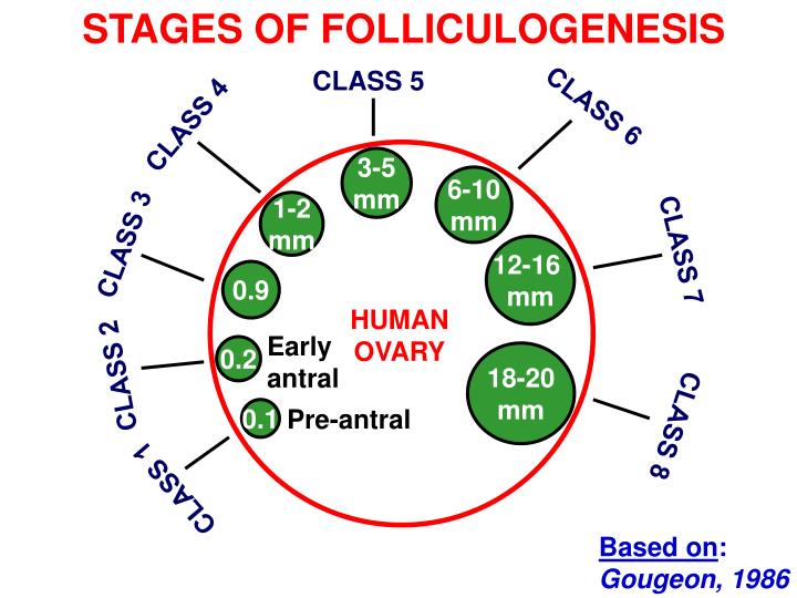 PPT - PHYSIOLOGY OF FOLLICULOGENESIS PowerPoint Presentation - ID:5642498