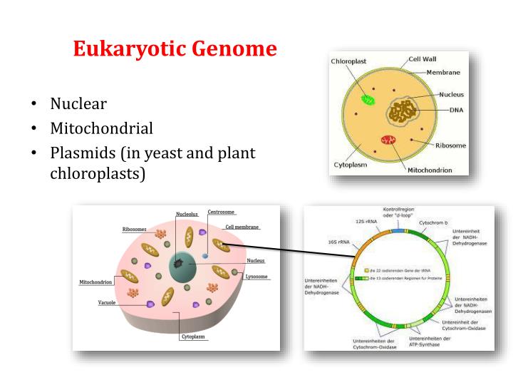 PPT - The genome of prokaryotes and eukaryotes- nuclear and ...
