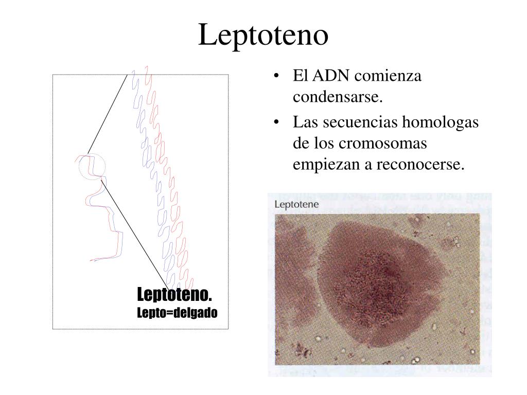 PPT - Mitosis y meiosis PowerPoint Presentation, free download - ID:5643300