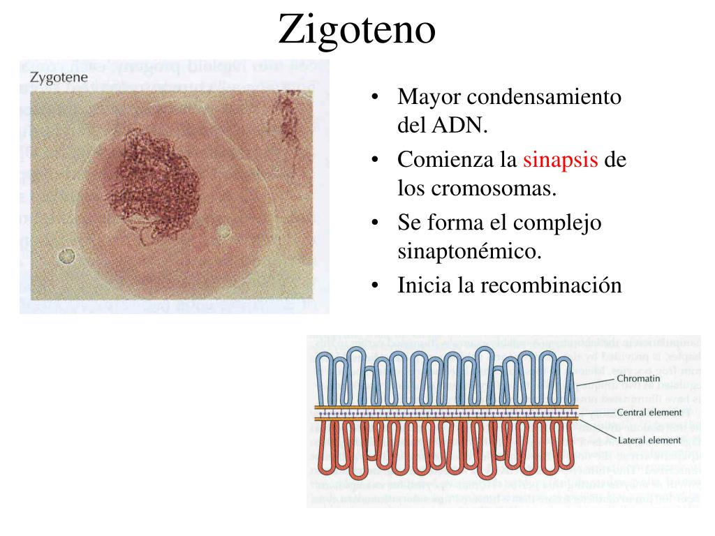PPT - Mitosis y meiosis PowerPoint Presentation, free download - ID:5643300
