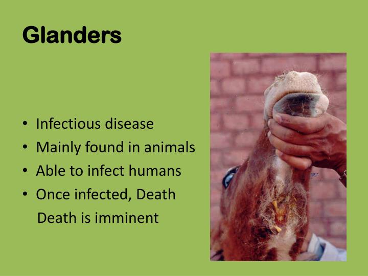 PPT - Glanders Disease PowerPoint Presentation - ID:5644016