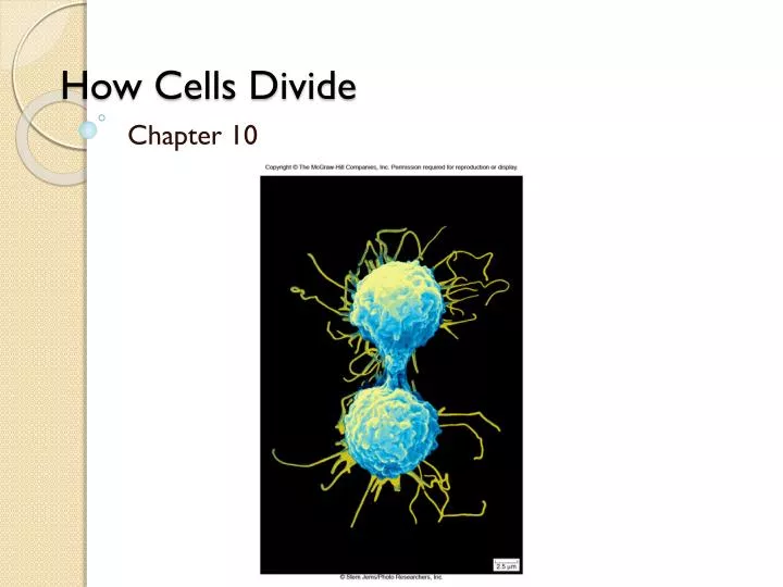 PPT - How Cells Divide PowerPoint Presentation, free download - ID:5644250