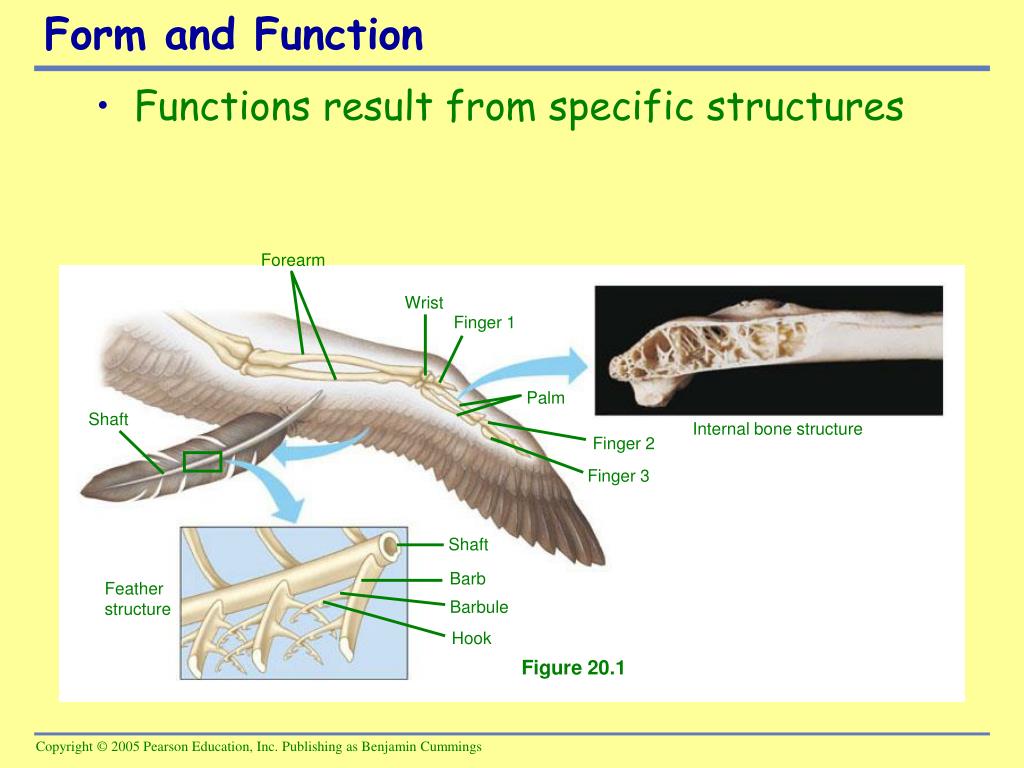 Animal Structure And Function Photos And Writing In 2021 Structure - Riset Animal Structure And Function Photos And Writing In 2021 Structure - Riset