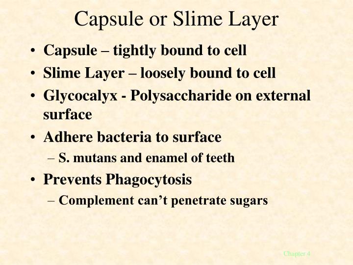 PPT - Structure and Function of Bacterial Cells PowerPoint Presentation ...