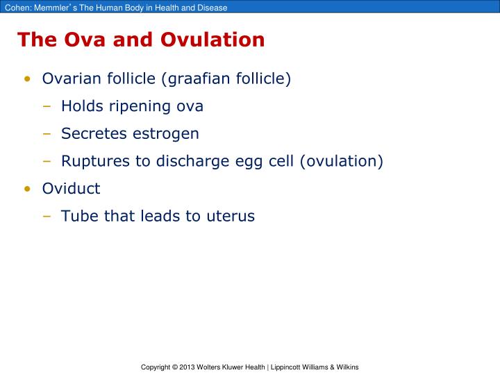 PPT - Chapter 23: The Male and Female Reproductive Systems PowerPoint ...