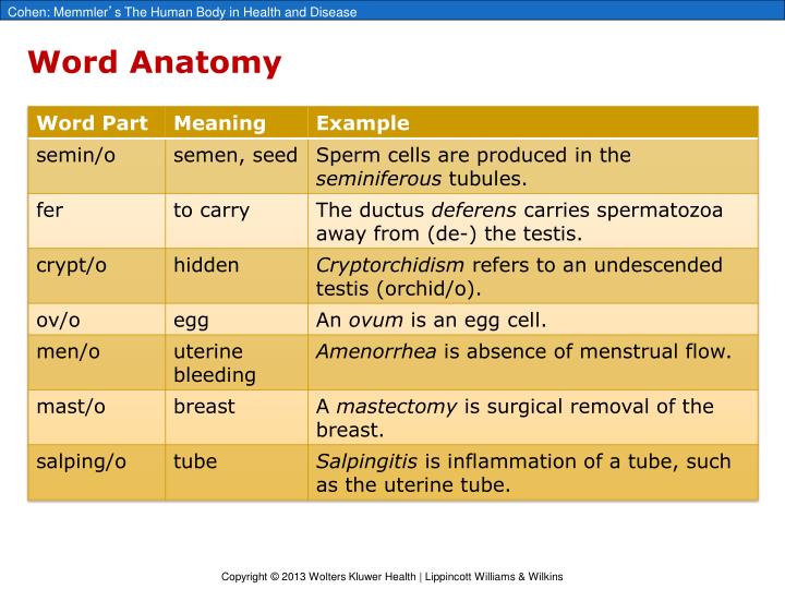 PPT - Chapter 23: The Male and Female Reproductive Systems PowerPoint ...