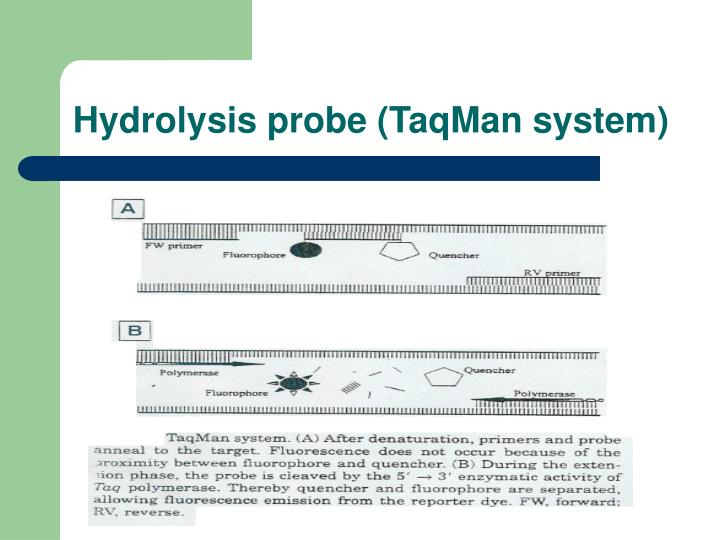 PPT - PCR 原理 , 應用和 Troubleshooting PowerPoint Presentation - ID:5648791