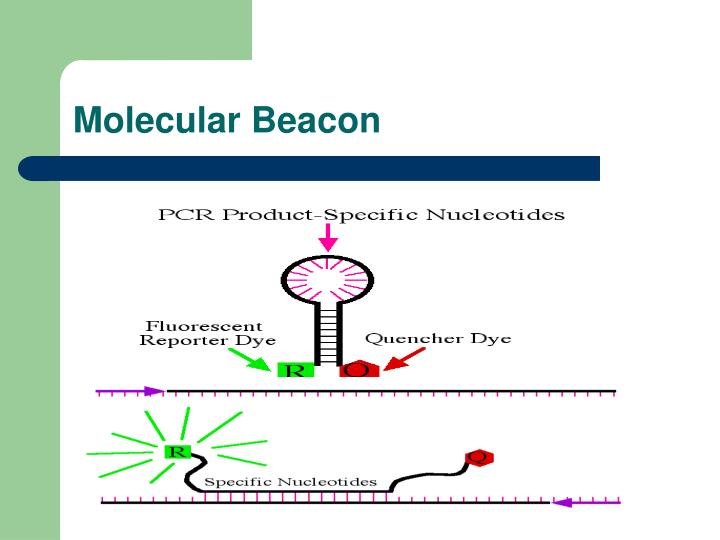 PPT - PCR 原理 , 應用和 Troubleshooting PowerPoint Presentation - ID:5648791
