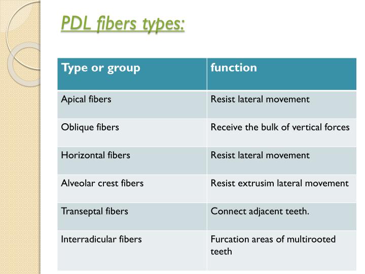 PPT - ANATOMY OF PERIODONTIUM PART II PowerPoint Presentation - ID:5648799